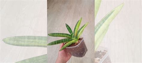 Сансевиерия сортовая купить в Санкт Петербурге Товары для дома и дачи Авито