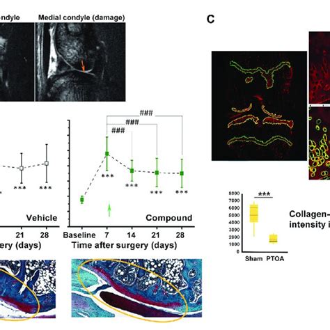 Cuprizone Induced Demyelination In The Brain Of Mice A Download Scientific Diagram
