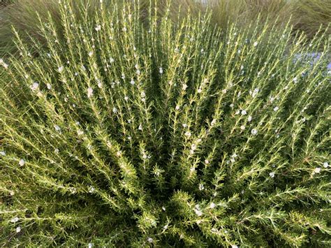 Seema Patel Phd On Linkedin Knowledge Confidence Notforconventionaljob Naturalist