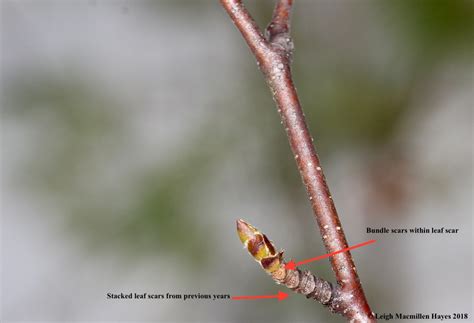 Leaf Scar Leaf Scars Awkward Botany