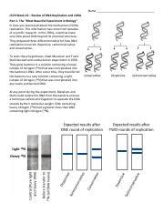 Week DNA Replication And CDNA Worksheet Pdf Name LS A Week Review Of DNA Replication