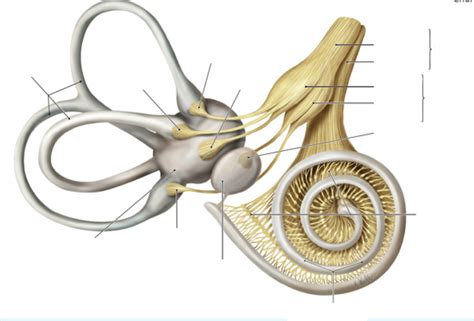 Vestibulocochlear Nerve Viii Diagram Quizlet