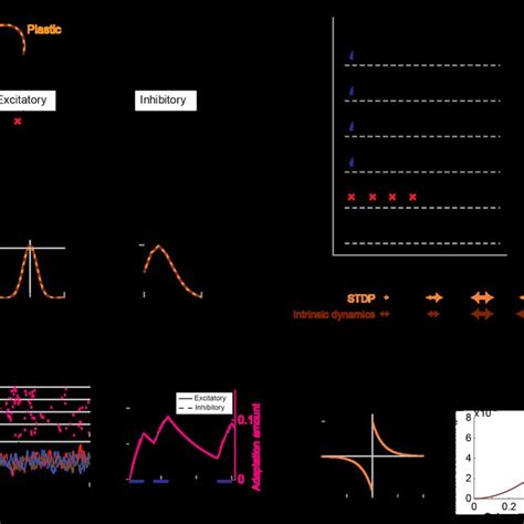 Recurrent Network Model With Stdp And Intrinsic Spine Dynamics A A