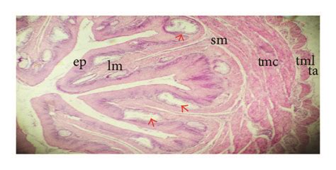 Sections Of Oesophagus On Days 1 And 8 Posthatch Showing Matured