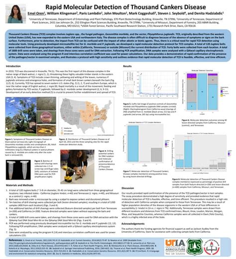 Rapid Molecular Detection Of Thousand Cankers Disease Pdf