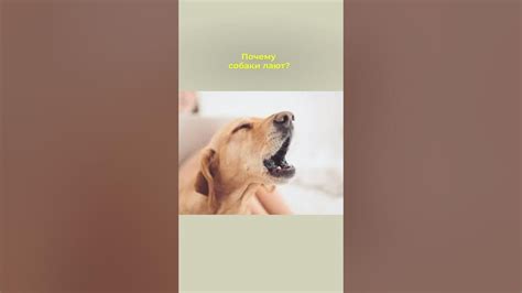 Почему собаки лают Youtube