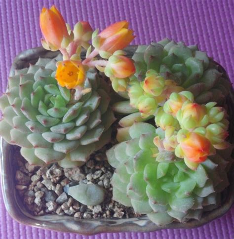 다육식물나는 초보 네이버 블로그