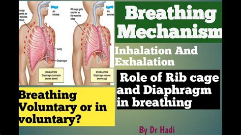 L 3 Breathing Mechanism Voluntary Or Involuntary Inspiration And