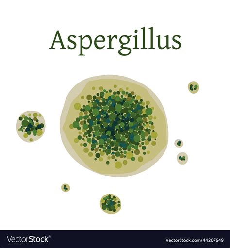 Aspergillus Mold Isolated Royalty Free Vector Image