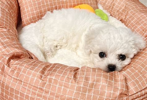 강아지 분리불안 대처법 우리 강아지가 달라졌어요