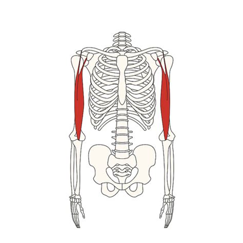 뼈와근육상완이두근의 단두 인체 벡터 일러스트 유토이미지 상세페이지 베이직샵 일러스트 22206982