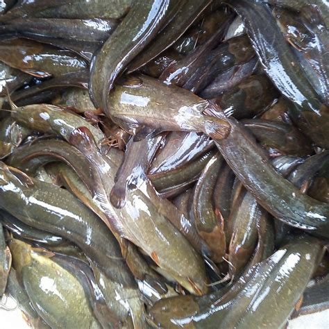 শিং মাগুরপাবদাগুলসা মাছ চাষ