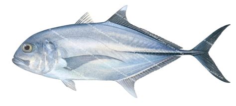 Bigeye Trevally 2caranx Sexfasciatushigh Res Marine Image Rswainston