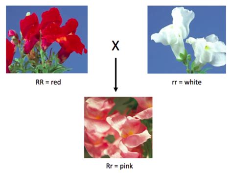 Genetics Chapter 5 Extensions Of Mendelian Inheritance Flashcards