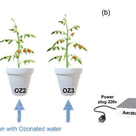 Experimental Setup Illustrating The Trials Download Scientific Diagram