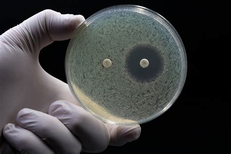 Mbc Vs Mic What Every Drug Developer Should Know