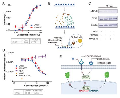 A Novel Anti Ox40 Human Monoclonal Antibody That Blocks Ox40 Ox40l Signaling And Depletes Ox40