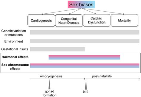 Schematic Of The Factors Affecting Sex Biases In The Heart Across The