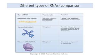 Molecular Biology Ii RNA Types Structure And Function PDF