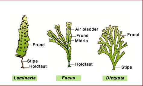 Algae Salient Features Classification In Biology Definition Types And