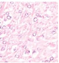 Cell Quiz Methods Of Staining Flashcards Quizlet