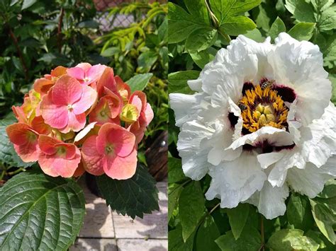 Hydrangea Tree Vs Bush What Is The Difference World Of Garden Plants