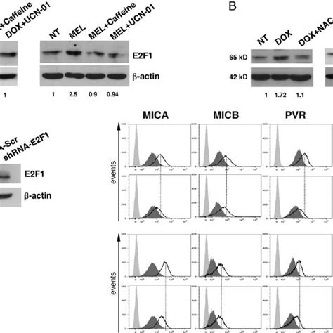 NKG D Dependent Elimination Of Senescent Tumors By NK Cells A Download Scientific Diagram