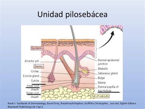 Anatomia De La Piel