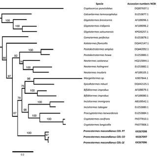 Bayesian Inference Tree Inferred With MRBAYES From COII Sequence Data Download Scientific