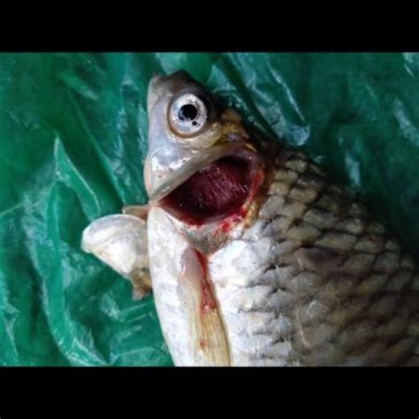 Fishtestandval Object Detection Dataset By Crackdetection