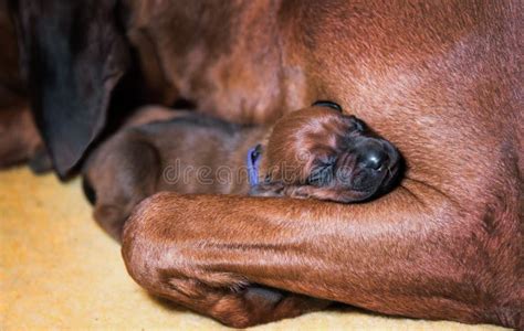 Newborn Rhodesian Ridgeback Whelp 4 Days Of Age Stock Image Image Of