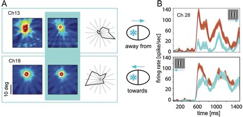 the functional characterization of callosal connections pmc
