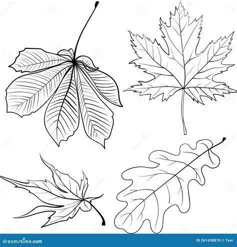 Set Of Different Types Of Leaves Canadian Maple Japanese Maple Oak