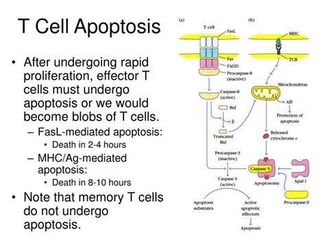 Ppt T Cell Maturation Activation And Differentiation Powerpoint