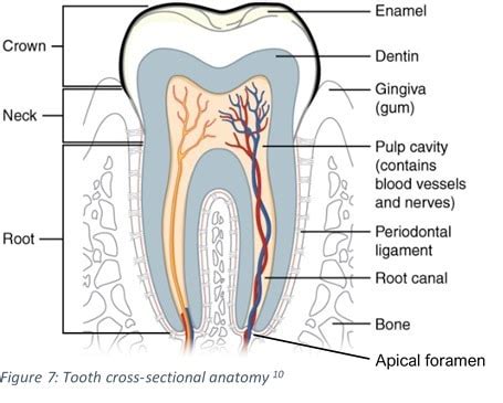 Teeth Types Of Teeth Tooth Anatomy Clinical Relevance Geeky Medics