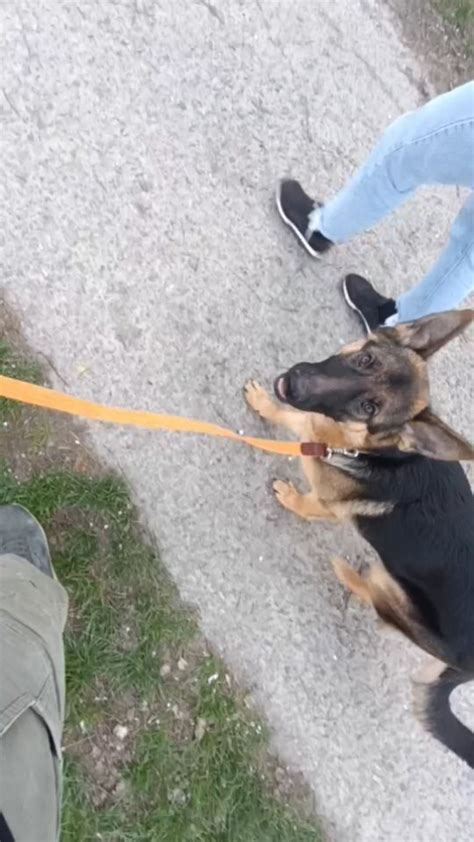 Кінолог Біла Церква🐕‍🦺 Прогулянка з чотирилапим в кайф цілком реально🐾 Варто лише мати