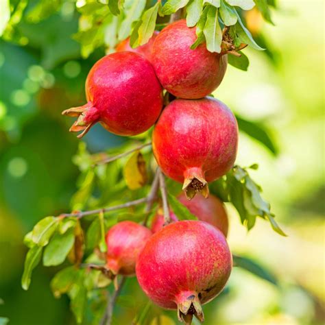 Pomegranate Tree Varieties