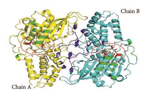 A Ribbon Diagram Of 3 Phytase A Pdb Id 3k4q The 6 Residues Marked