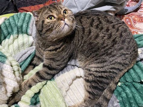 Создать мем кот вислоухий скоттиш фолд шотландская вислоухая кот Картинки Meme