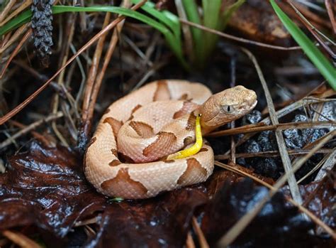 Rattlesnakes Copperheads Live In The Great Smoky Mountains