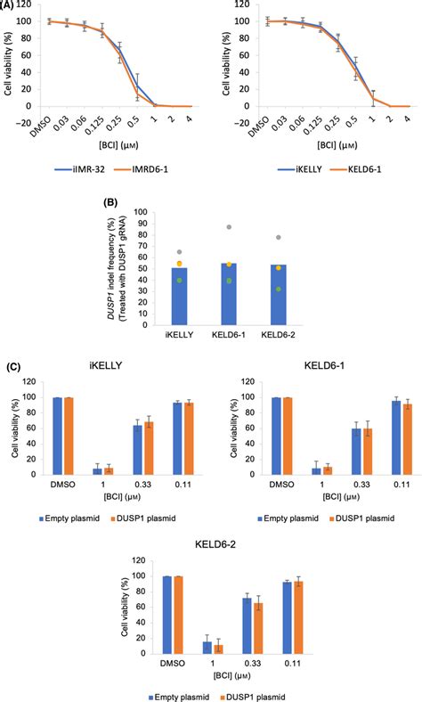 Loss Of Dusp1 And Dusp6 Does Not Attenuate Bci‐mediated Cell Death A