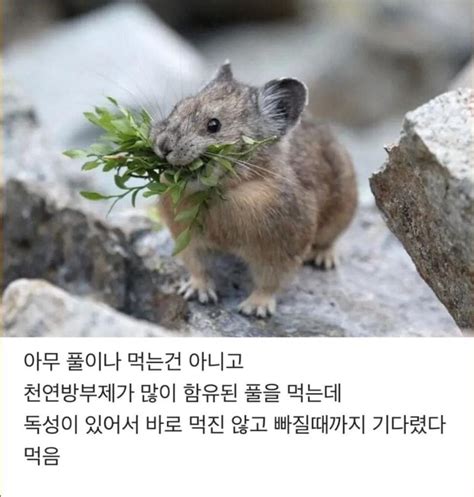 새앙토끼가 입에 풀을 물고 다니는 이유 자연 동물 식물 네모판