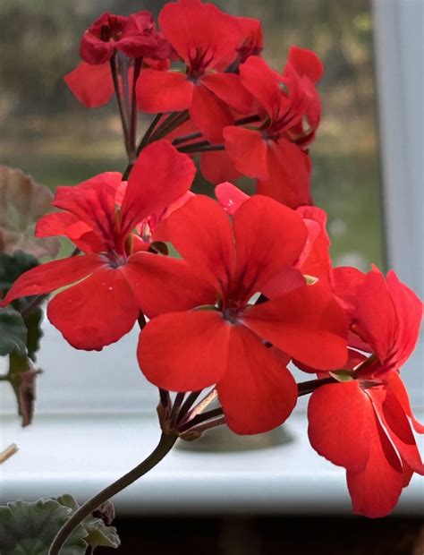 Geranium Flowers In Colour Flowers Photo Contest Photocrowd Photo