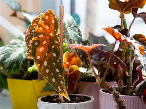 Discover The Best Methods To Propagate The Begonia Maculata Expert Tips
