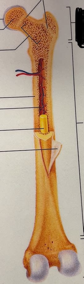 Internal Anatomy Of The Femur Diagram Quizlet