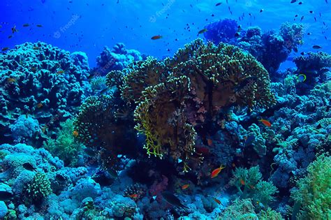 산호초 배경 수중 해양 생물 생태계 바다 바다 프리미엄 사진