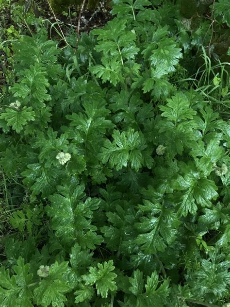 Western Waterleaf Search Native Plant Hub