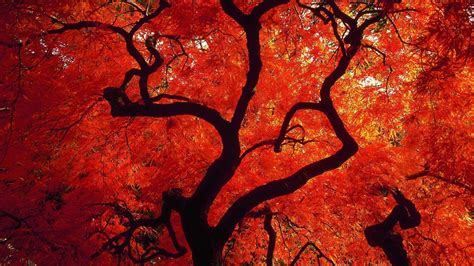 Red Japanese Wallpapers Top Free Red Japanese Backgrounds