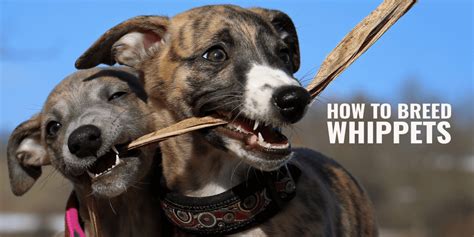 How To Breed Whippets History Popularity Health Dystocia FAQ