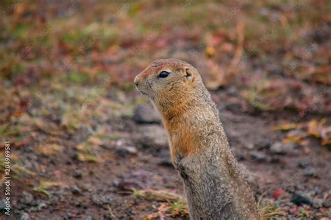 Gopher Tail Gopher Tail